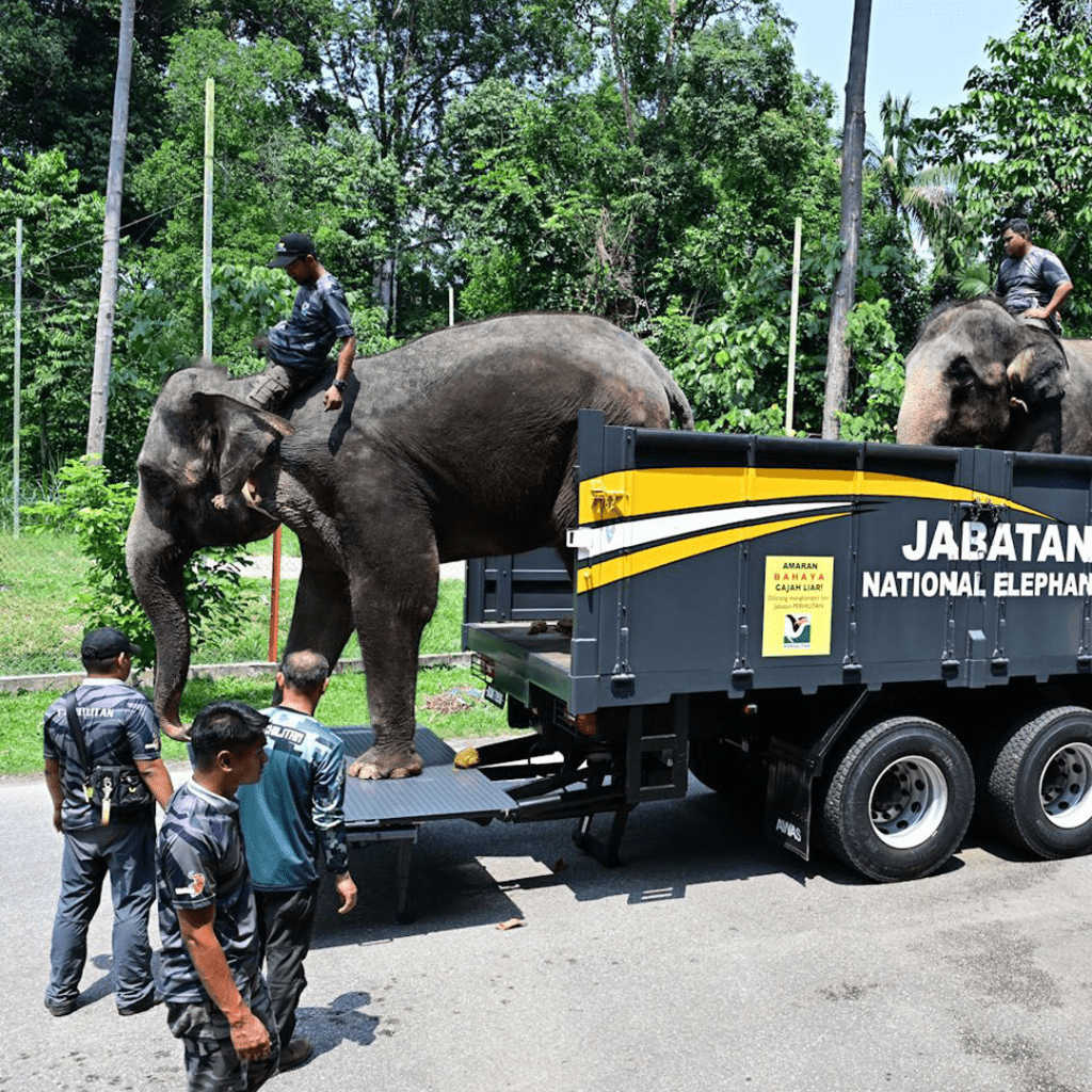 Tail Lifts - Powermatics Hydraulics & Engineering